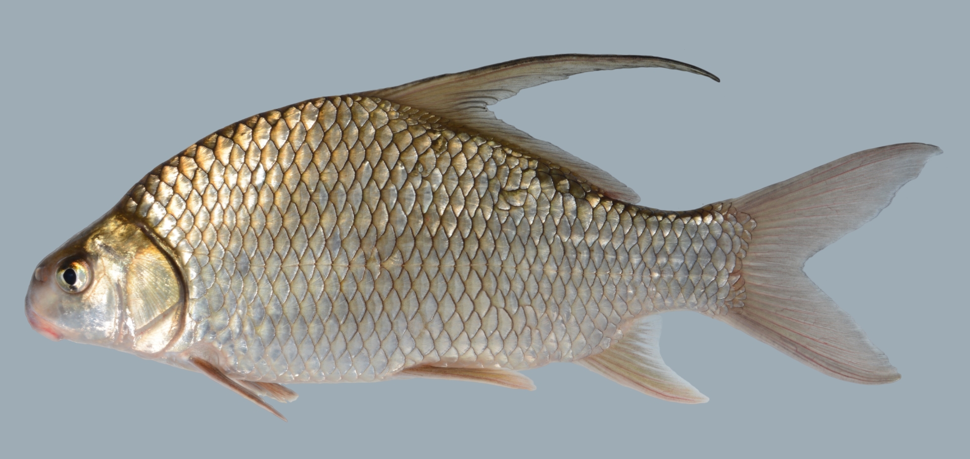 Quillback Carpsucker