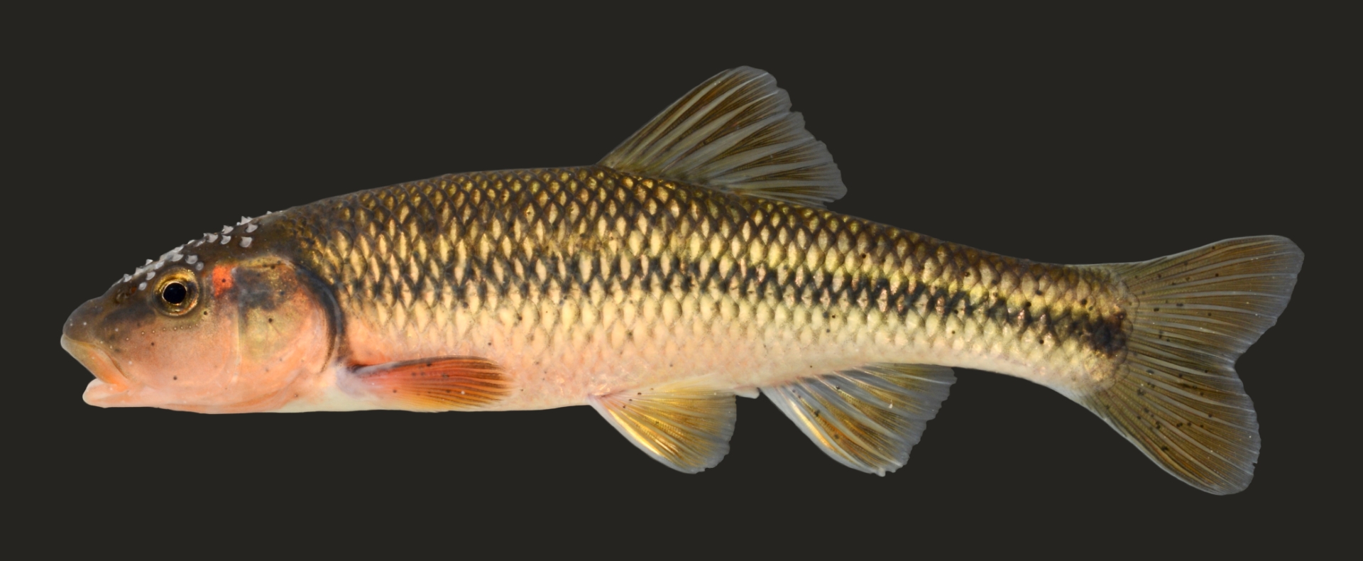 Creek Chub Record