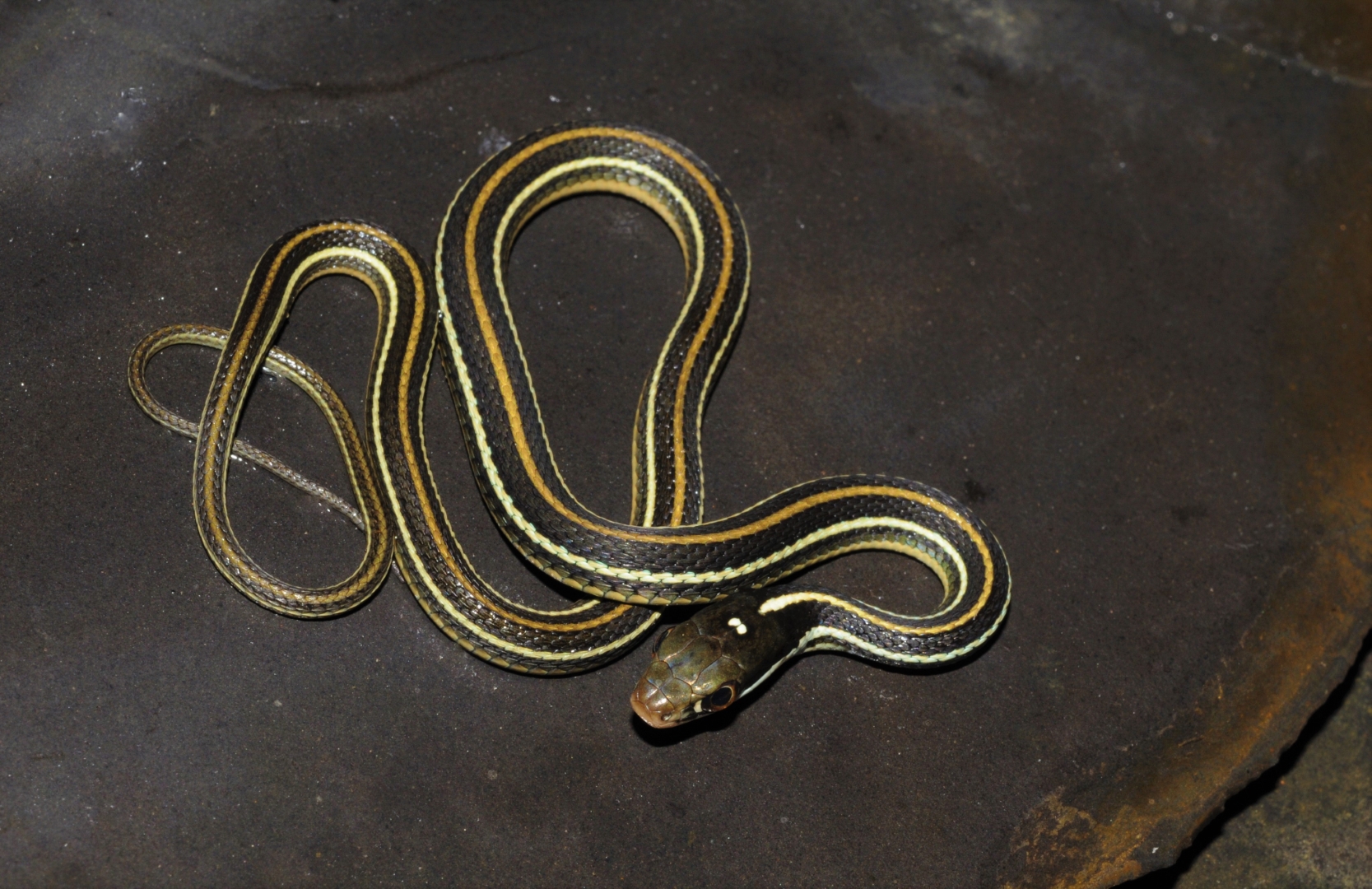 Details - KY Dept. Fish and Wildlife Resources