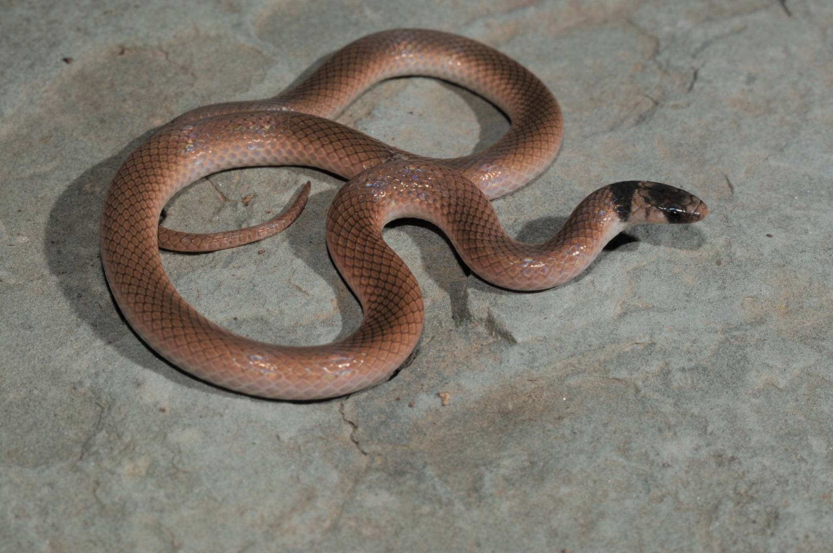 Southeastern Crowned Snake