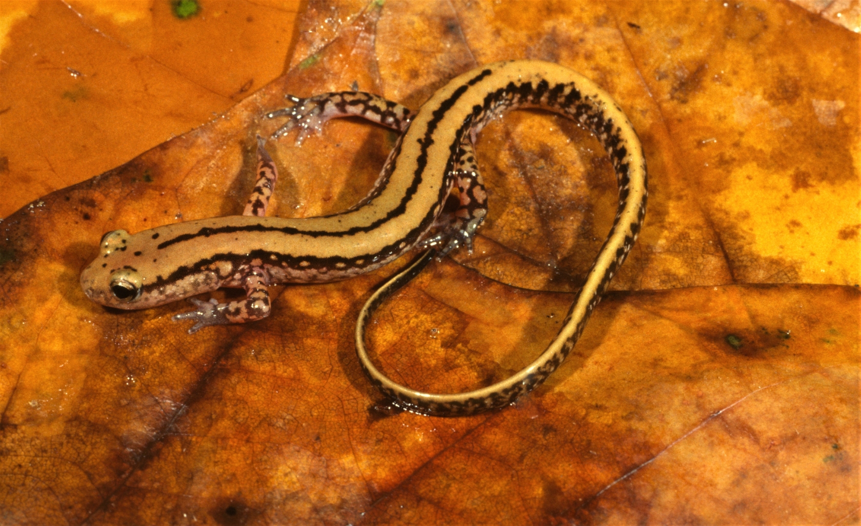 Three Lined Salamander