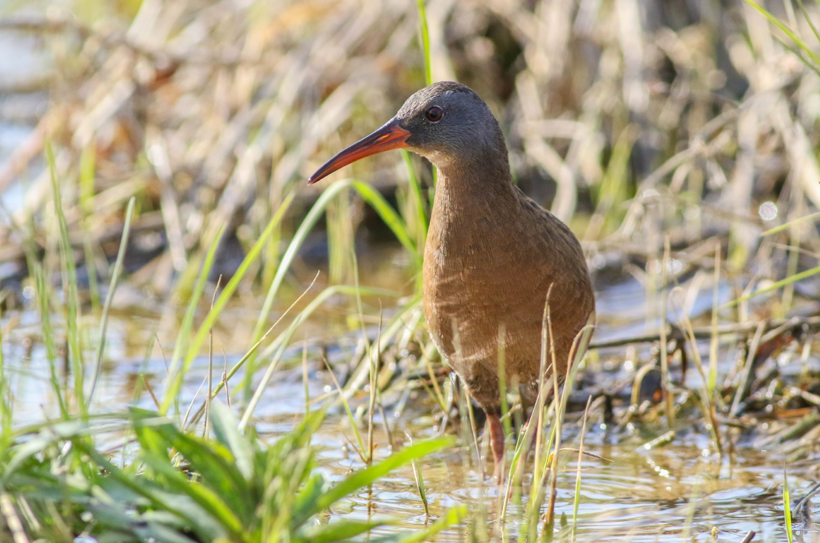 Details - KY Dept. Fish and Wildlife Resources
